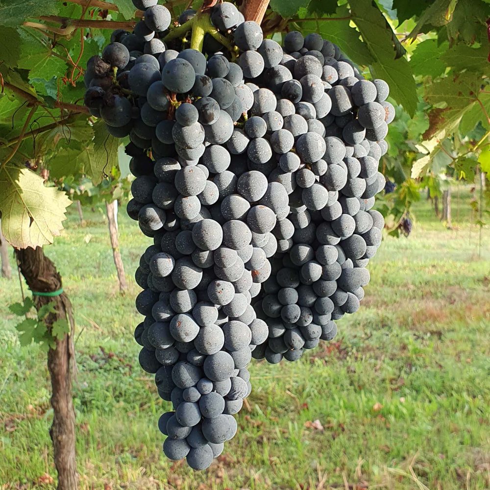 Sclavia Wine - Prego Deli Wine Bar Cardiff